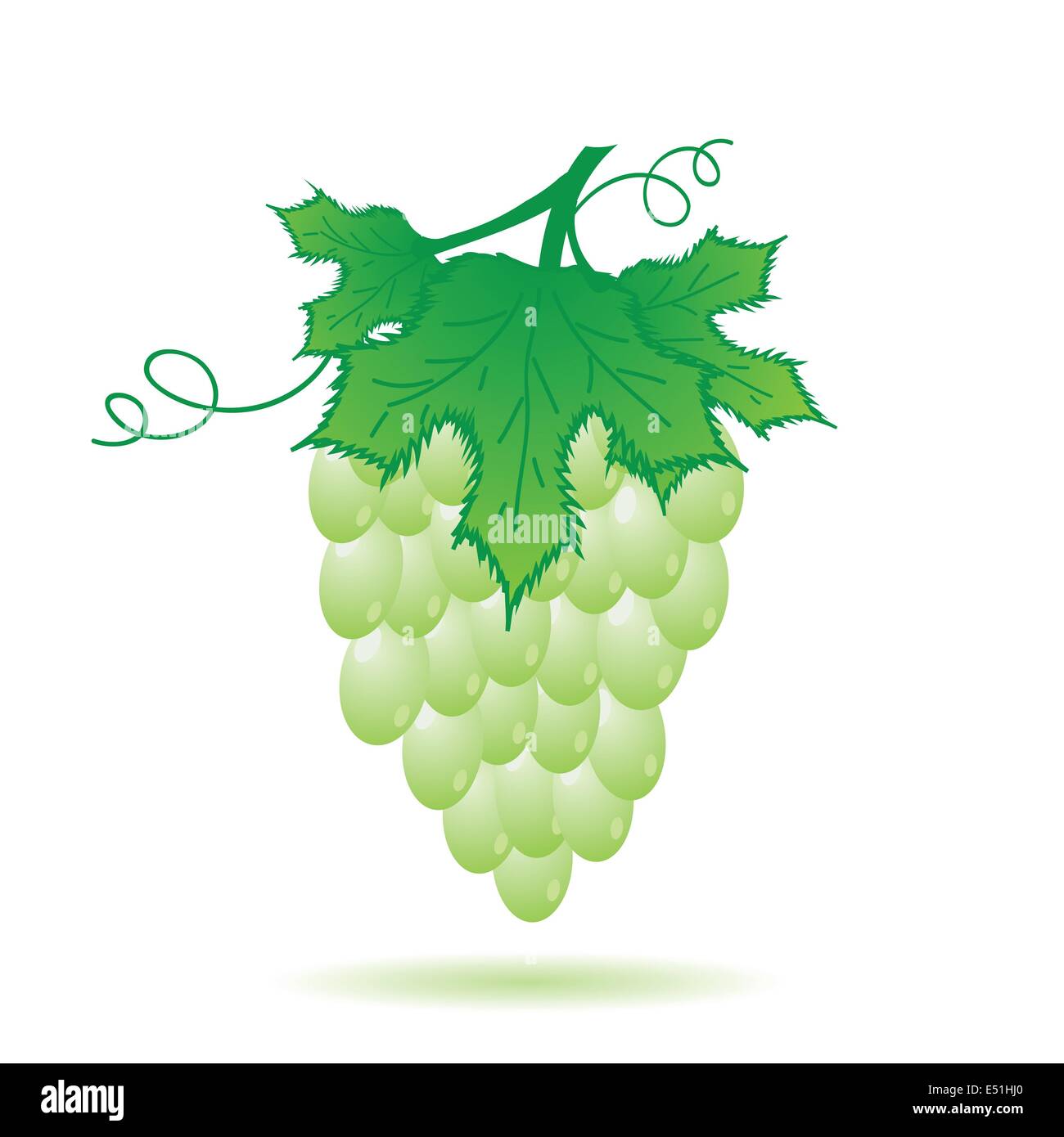 Green grape wine line Cut Out Stock Images & Pictures - Alamy