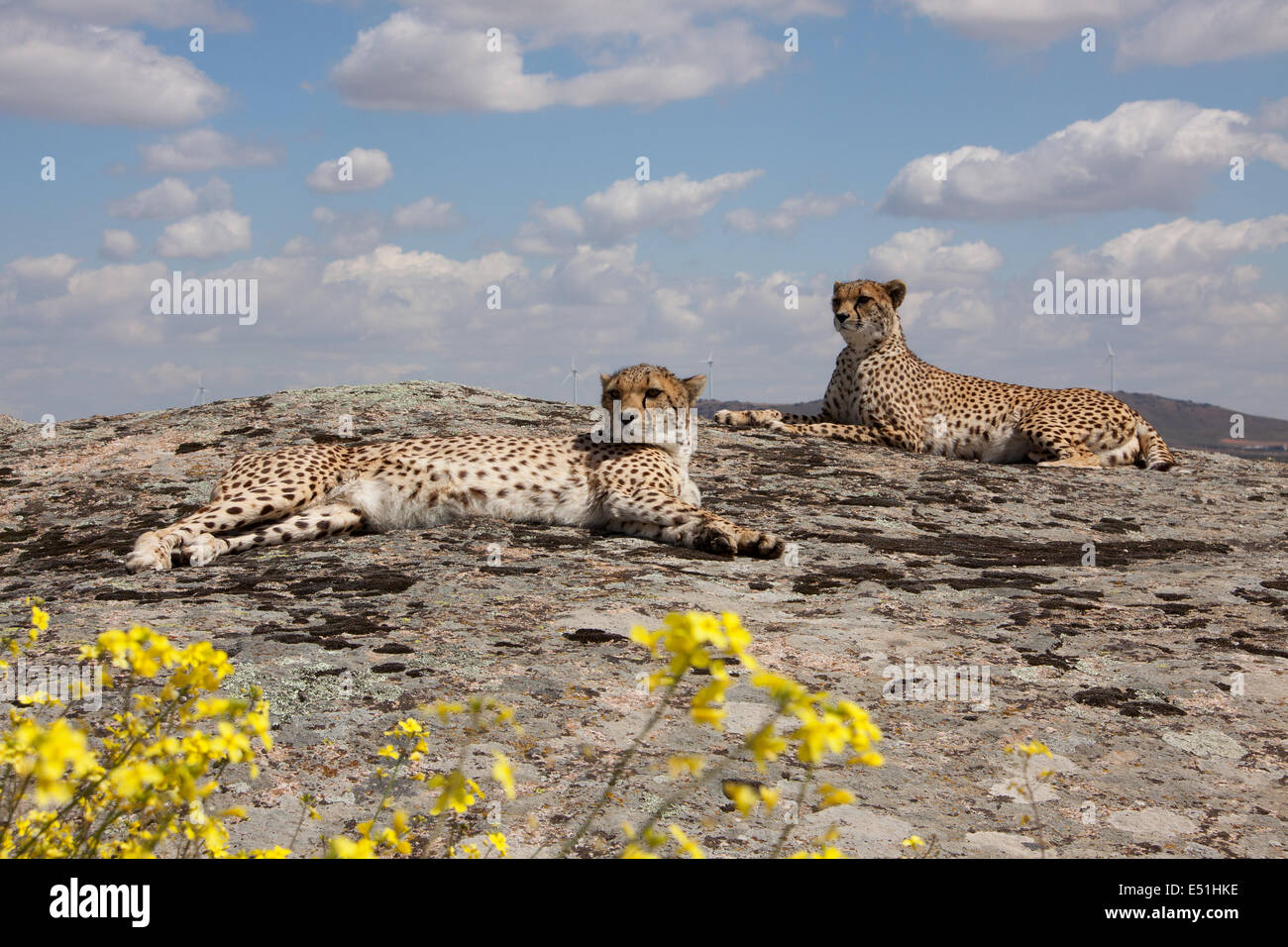 Two cheetahs hi-res stock photography and images - Alamy