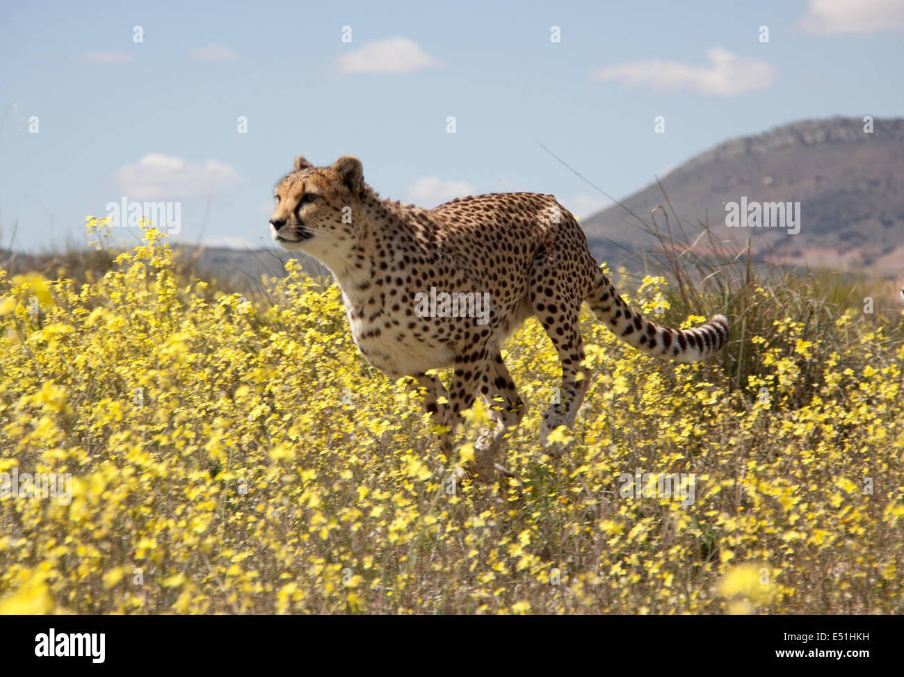 Cheetah running hi-res stock photography and images - Alamy