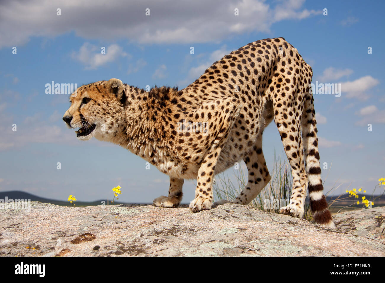 Ready hunt hi-res stock photography and images - Alamy