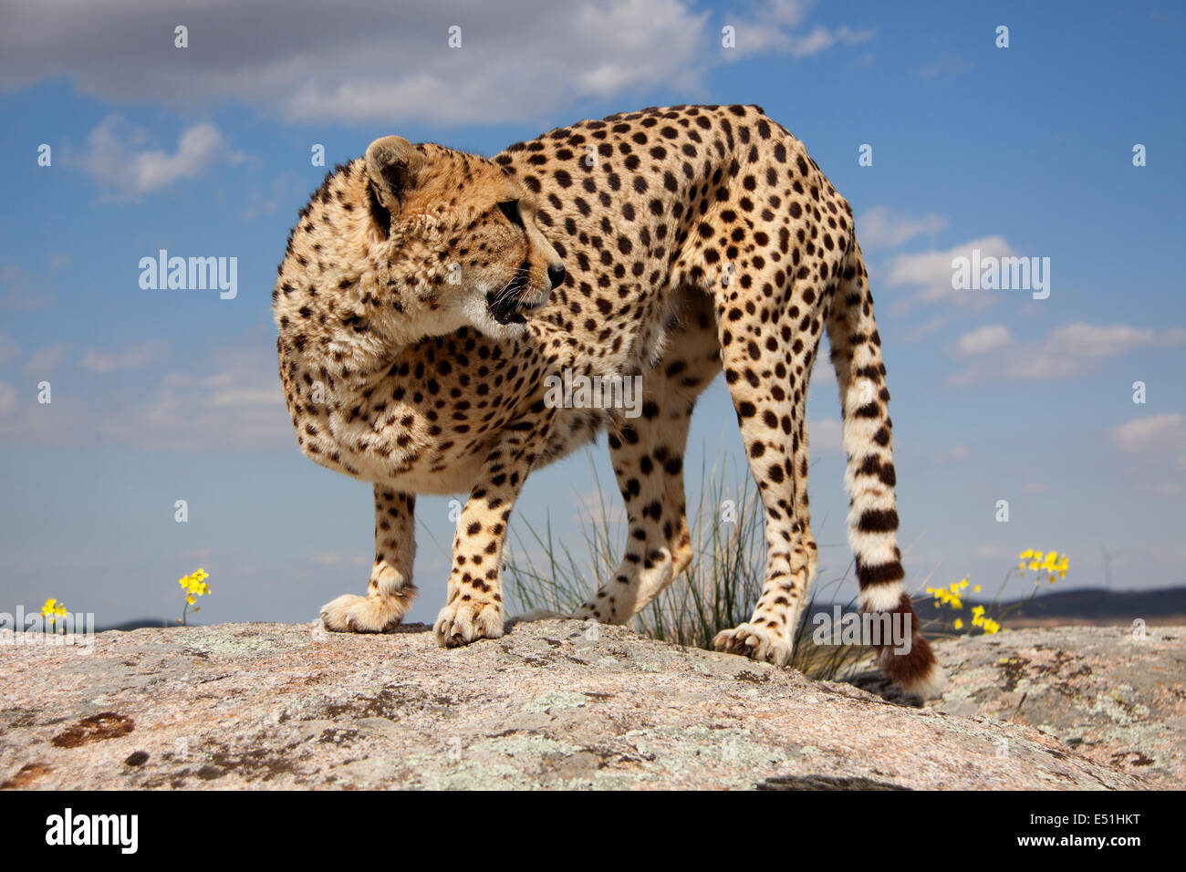 back looking cheetah Stock Photo - Alamy
