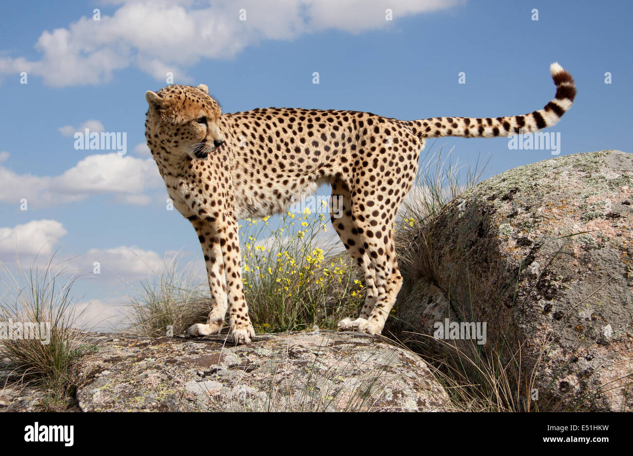 back looking cheetah Stock Photo - Alamy