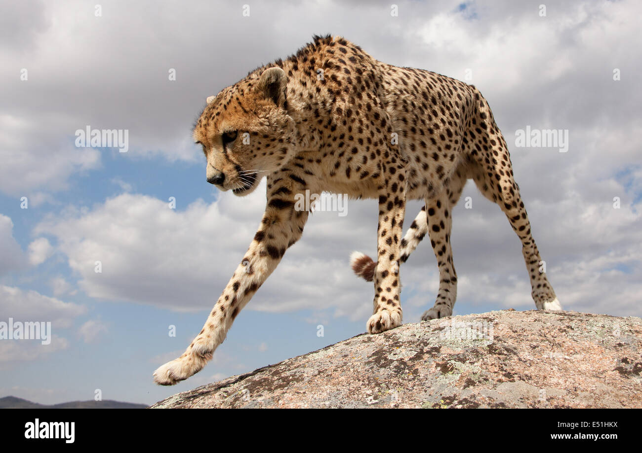 Cheetah Climbing High Resolution Stock Photography and Images - Alamy