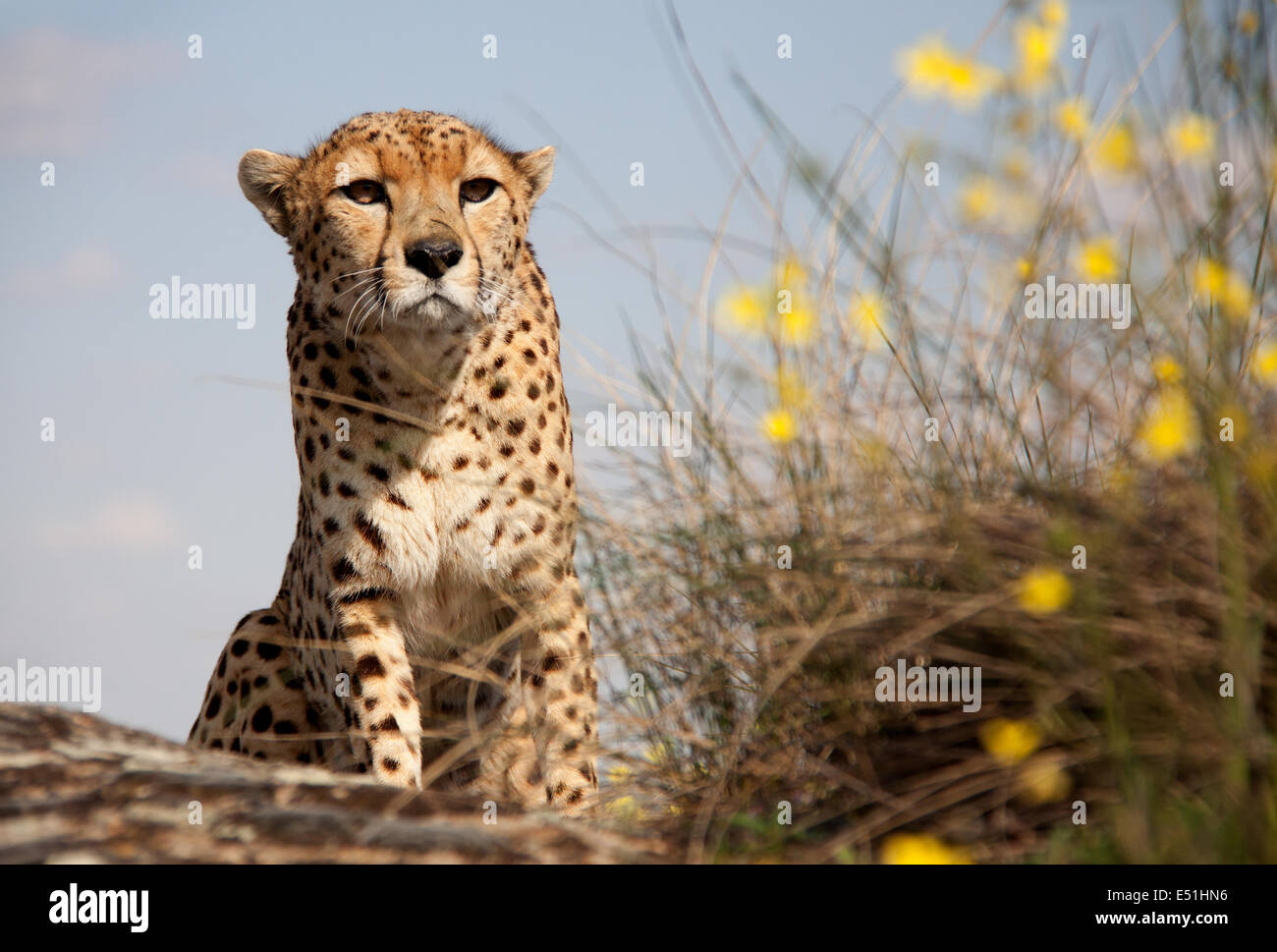 cheetah in Africa Stock Photo - Alamy