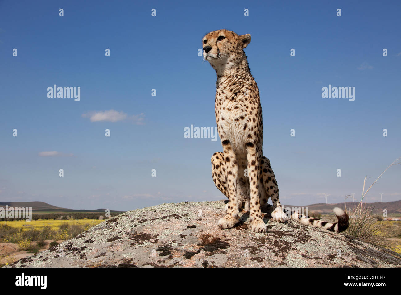 Sitting cheetah hi-res stock photography and images - Alamy