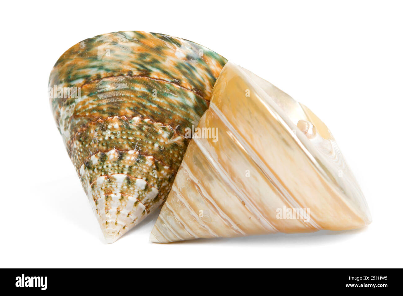 sea shells isolated on white background Stock Photo - Alamy