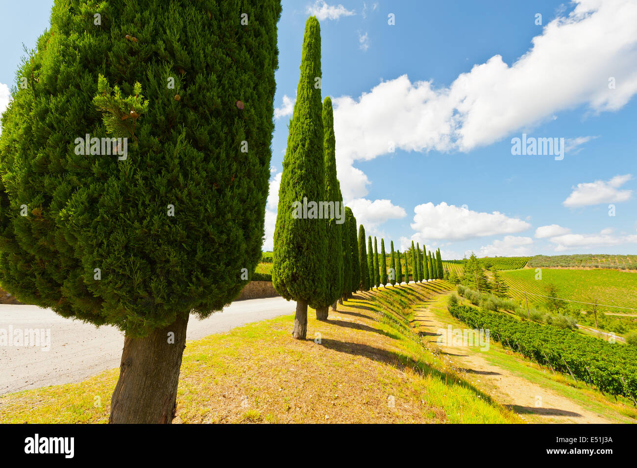Italian cypress tree plantation hi-res stock photography and images - Alamy