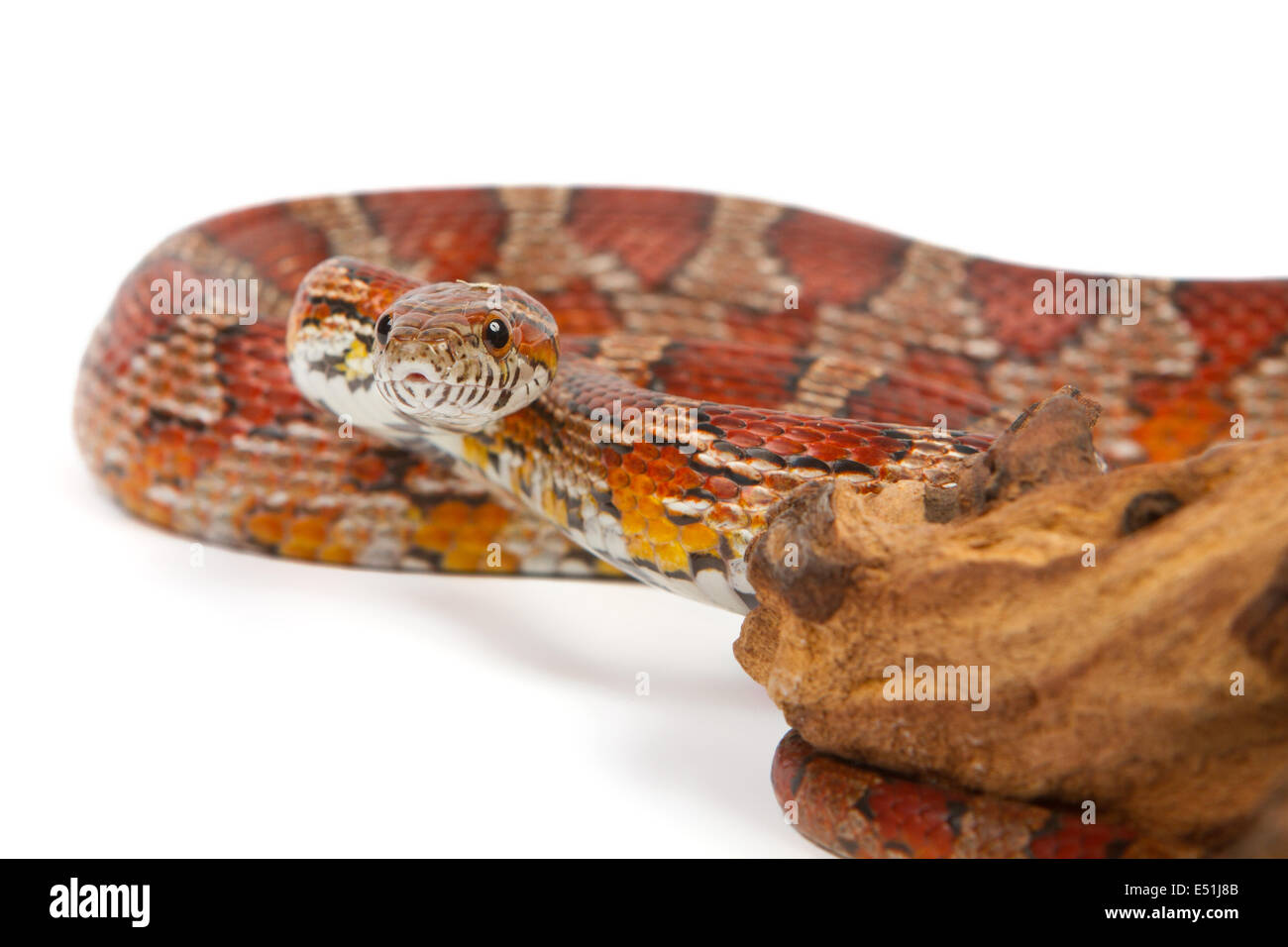 snake on a white background Stock Photo - Alamy
