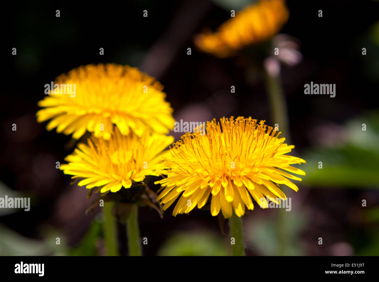 Yellow dandelion flowers Stock Photo - Alamy