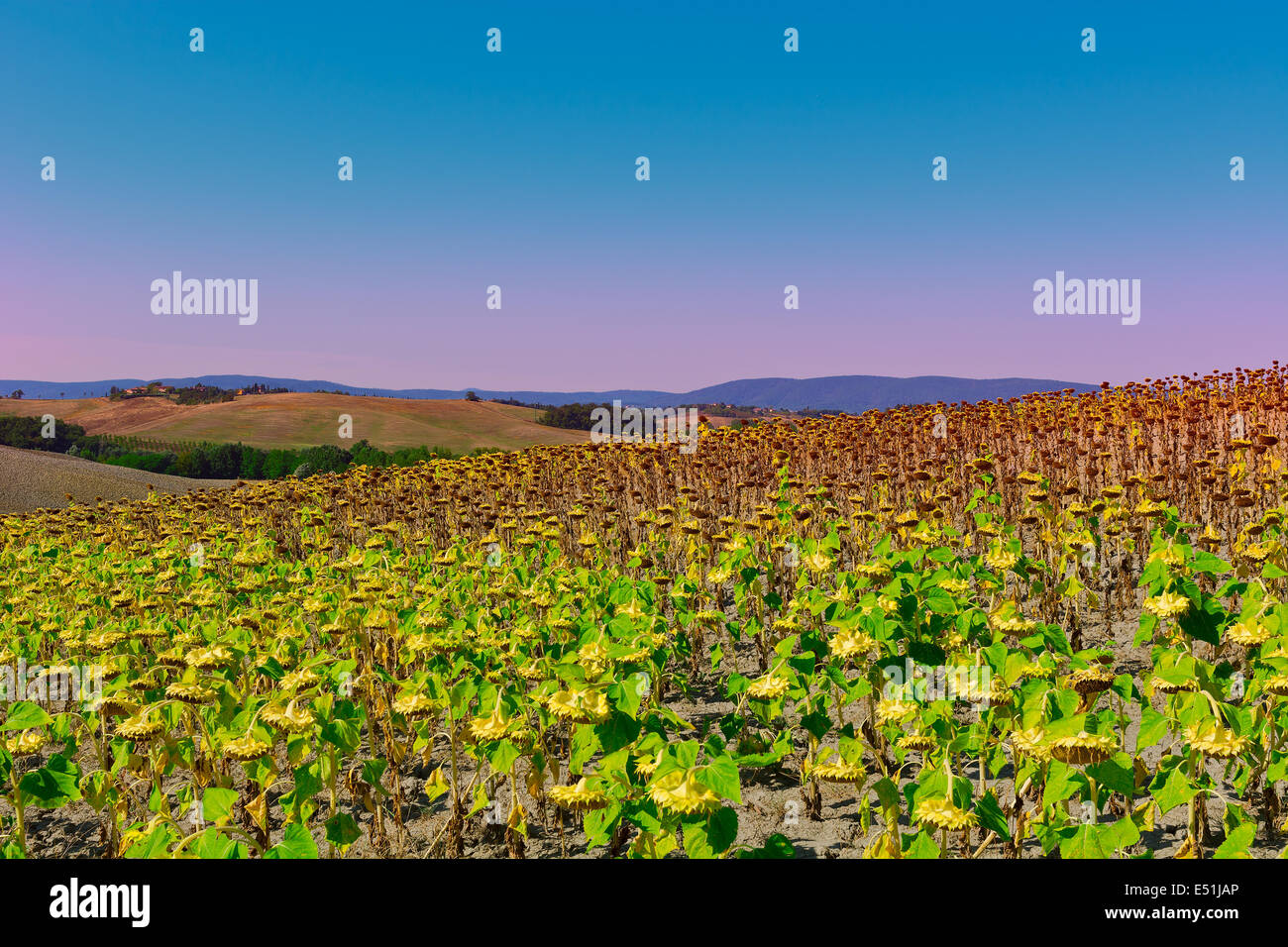 Sunflower shade hi-res stock photography and images - Alamy