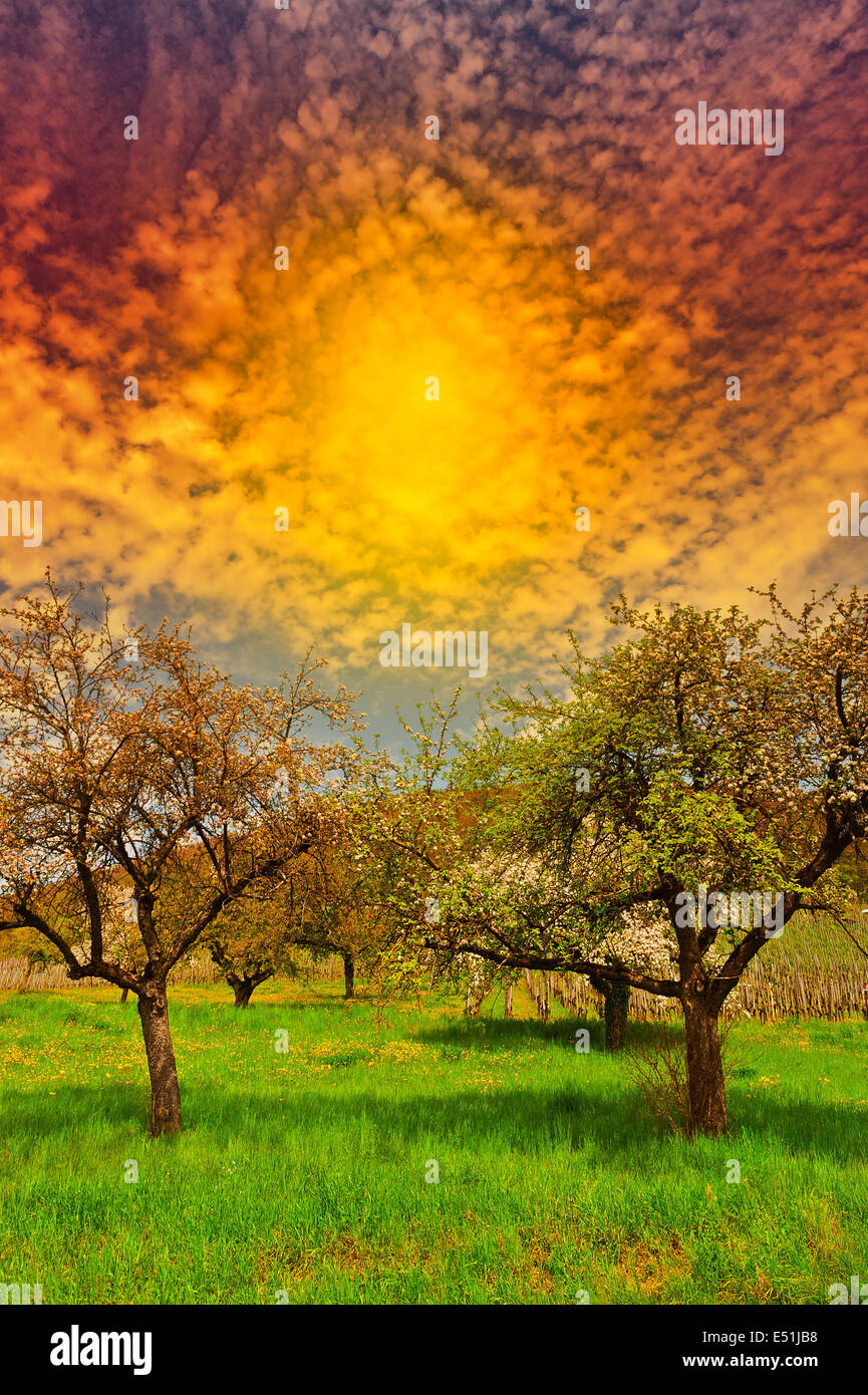 Flowering trees hi-res stock photography and images - Alamy