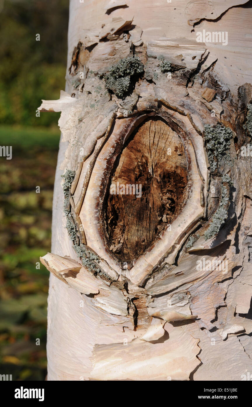 Gold birch, bark with wound-wood Stock Photo - Alamy