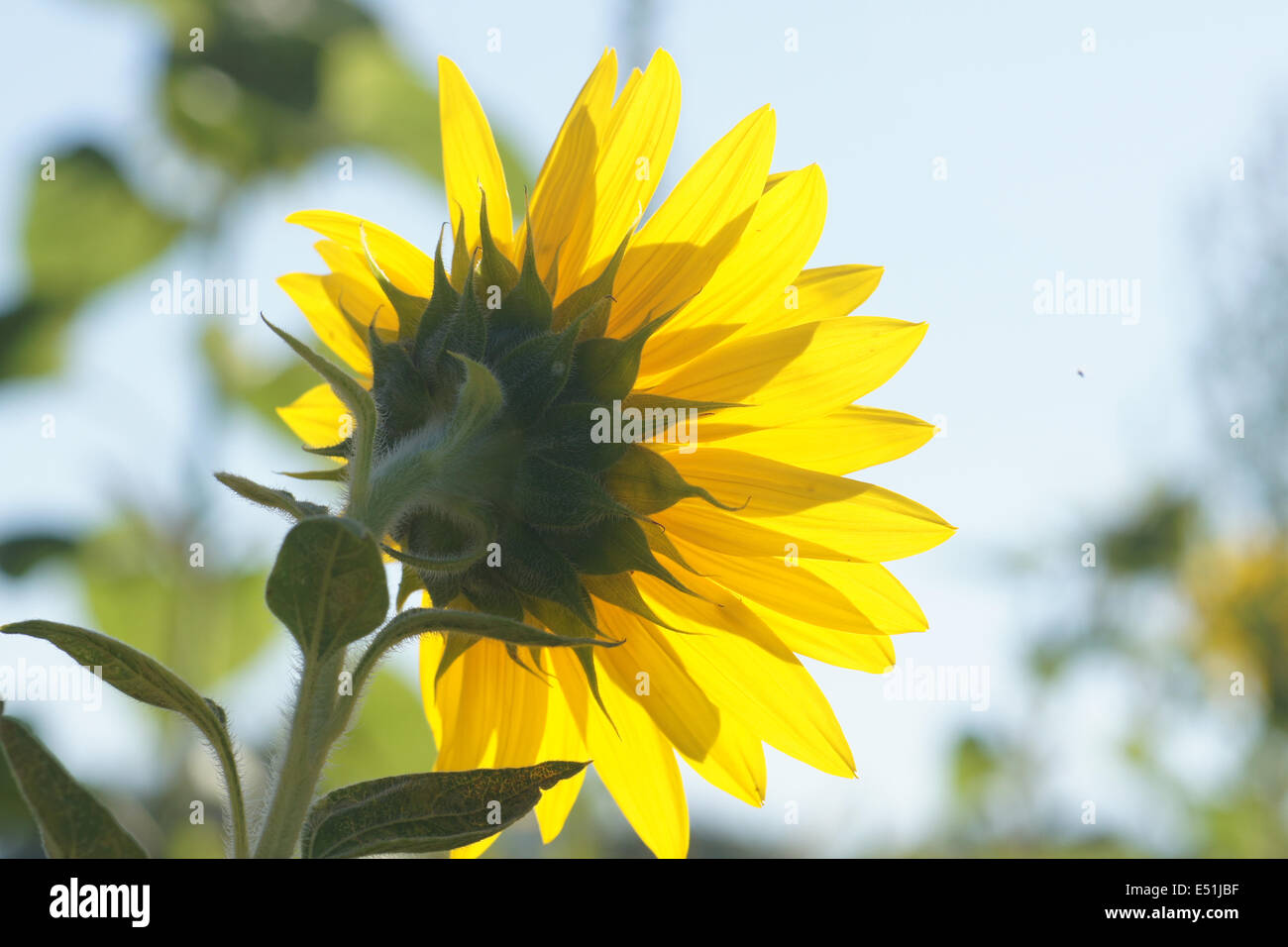 The sunflower hi-res stock photography and images - Alamy