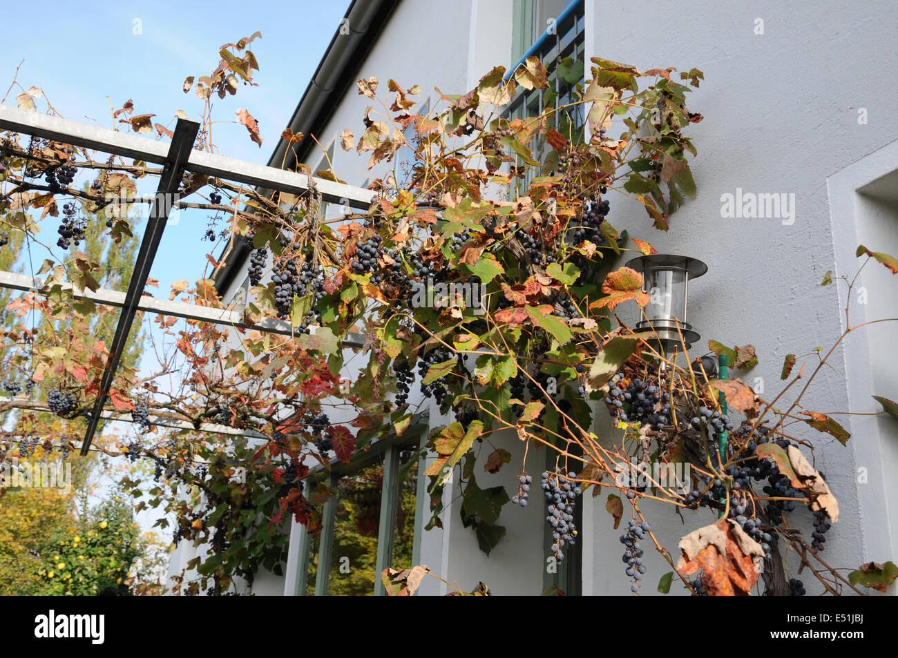 Pergola grapes fruits hi-res stock photography and images - Alamy