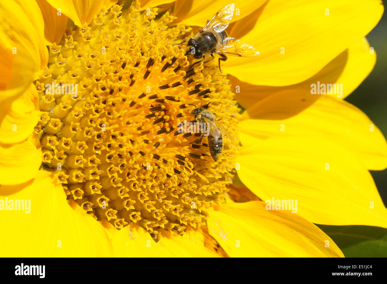 Sunflower honey bee hi-res stock photography and images - Alamy