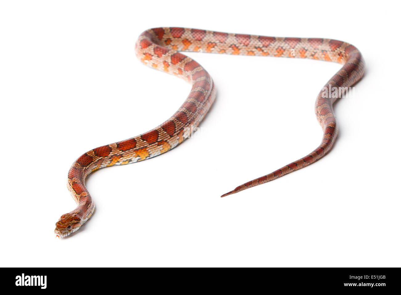 Milk snakes hi-res stock photography and images - Alamy