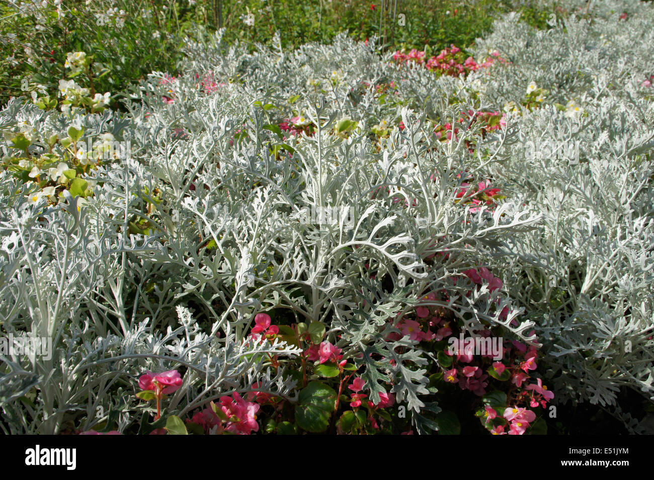 Dusty miller hi-res stock photography and images - Alamy
