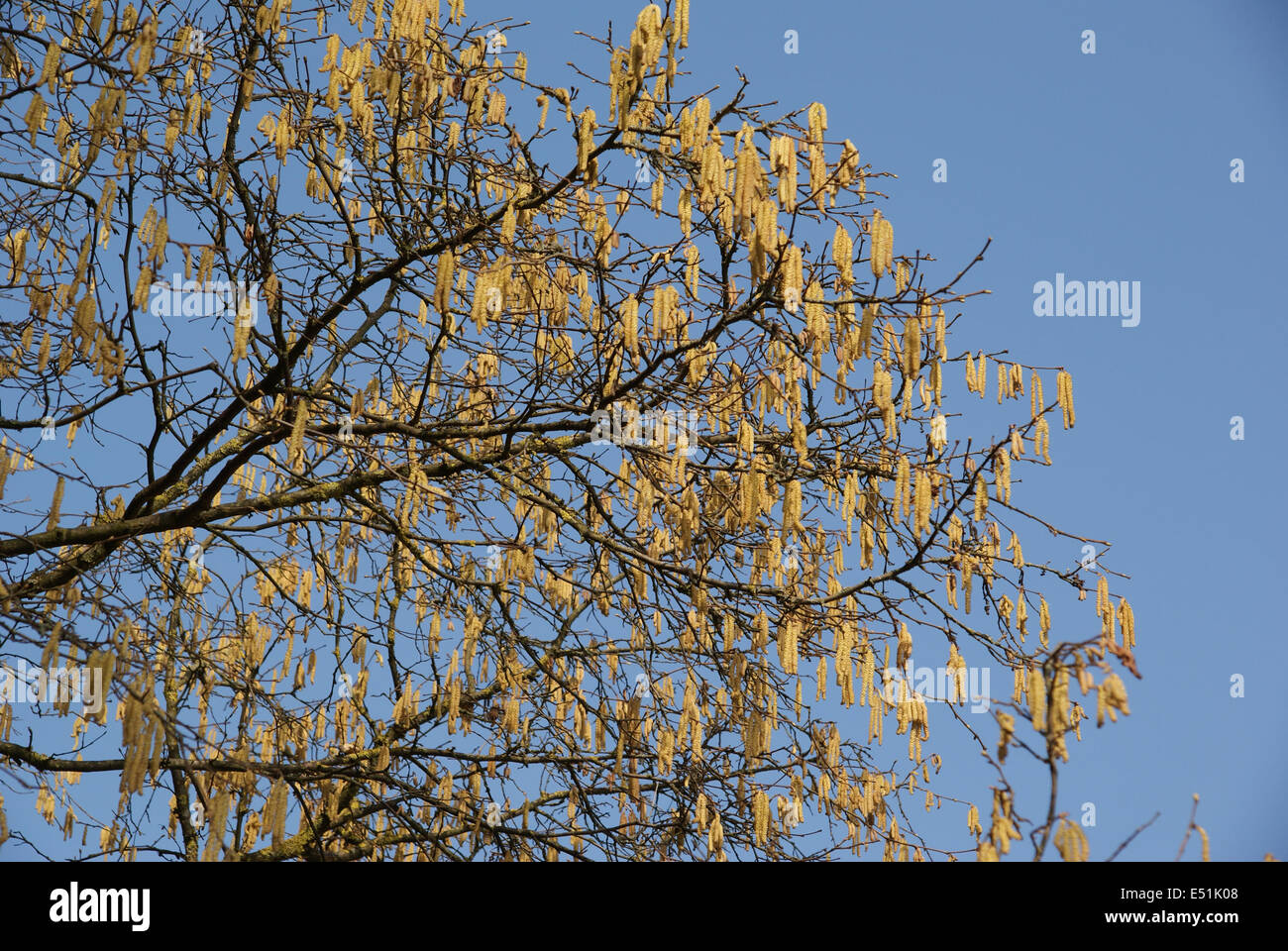 Hazel shrub hi-res stock photography and images - Alamy