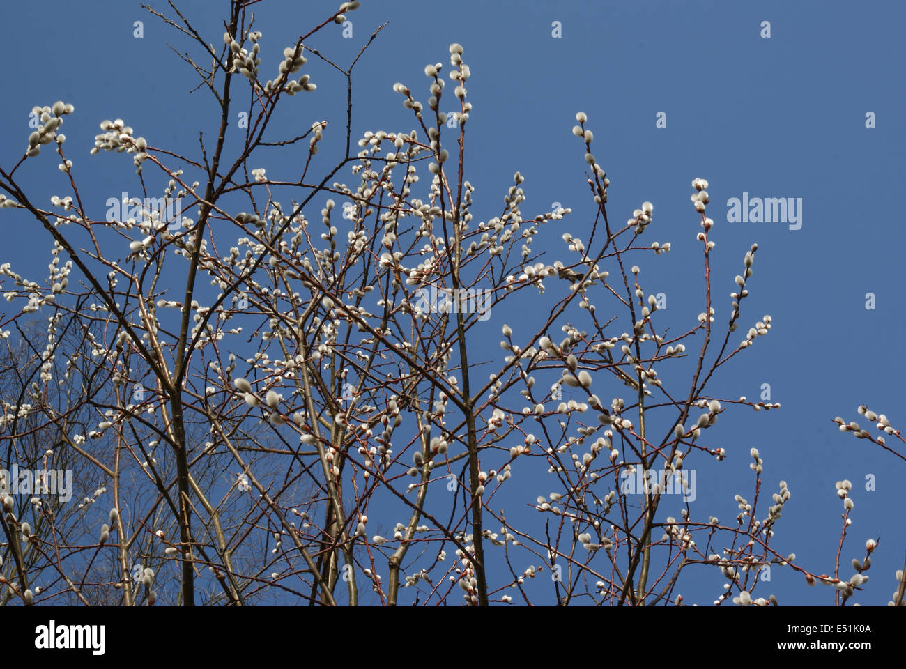 Salix daphnoides hi-res stock photography and images - Alamy