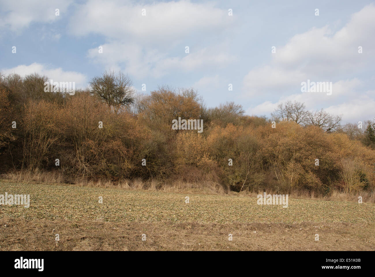 Hazel shrubs hi-res stock photography and images - Alamy