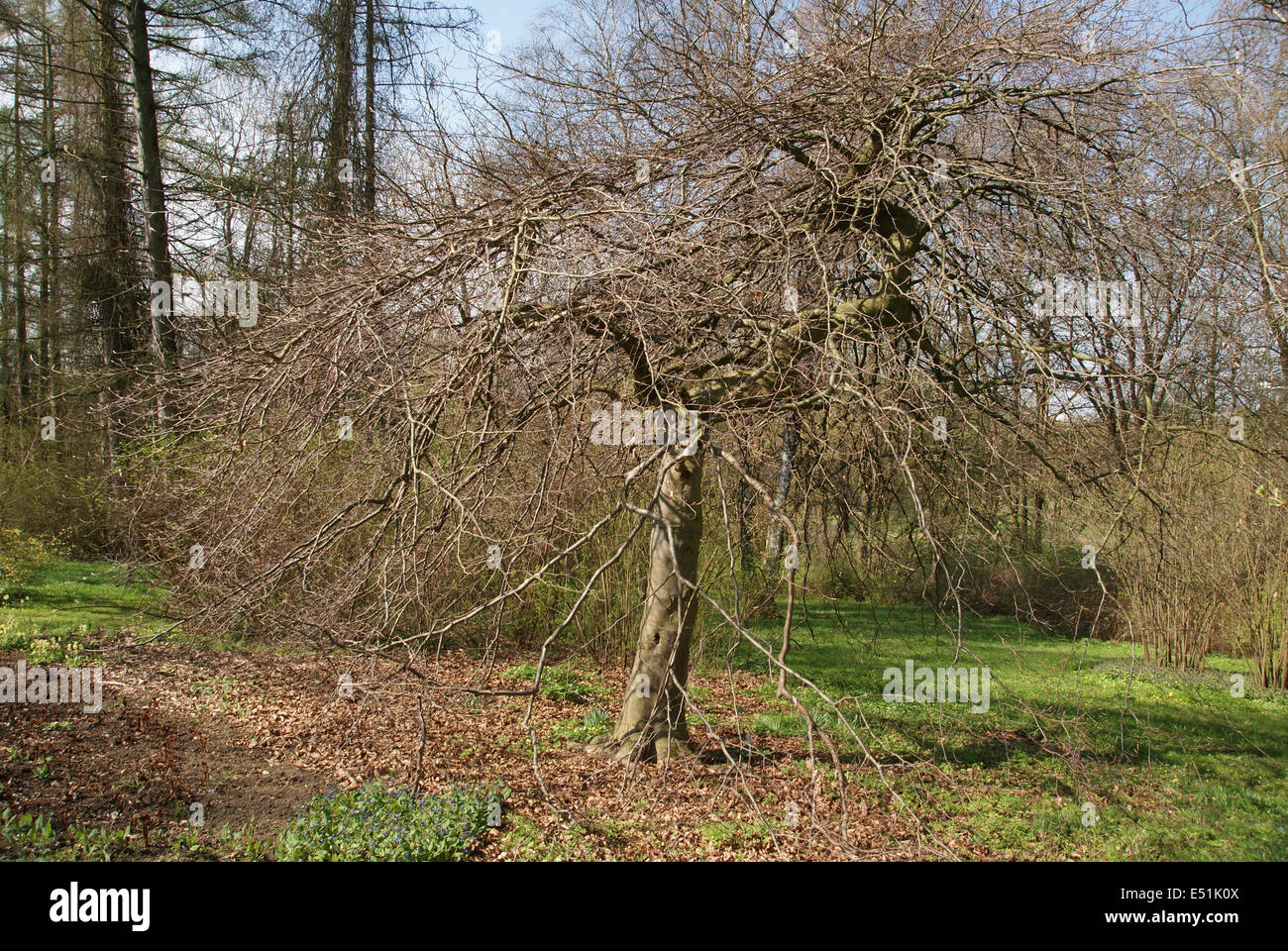 Dwarf beech tree hi-res stock photography and images - Alamy