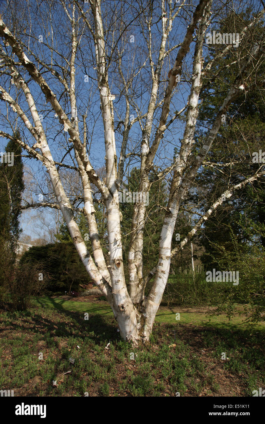 Himalayan Birch Tree High Resolution Stock Photography and Images - Alamy