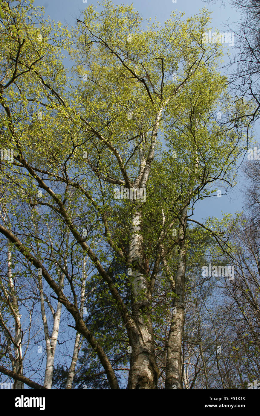 Japanische birken hi-res stock photography and images - Alamy
