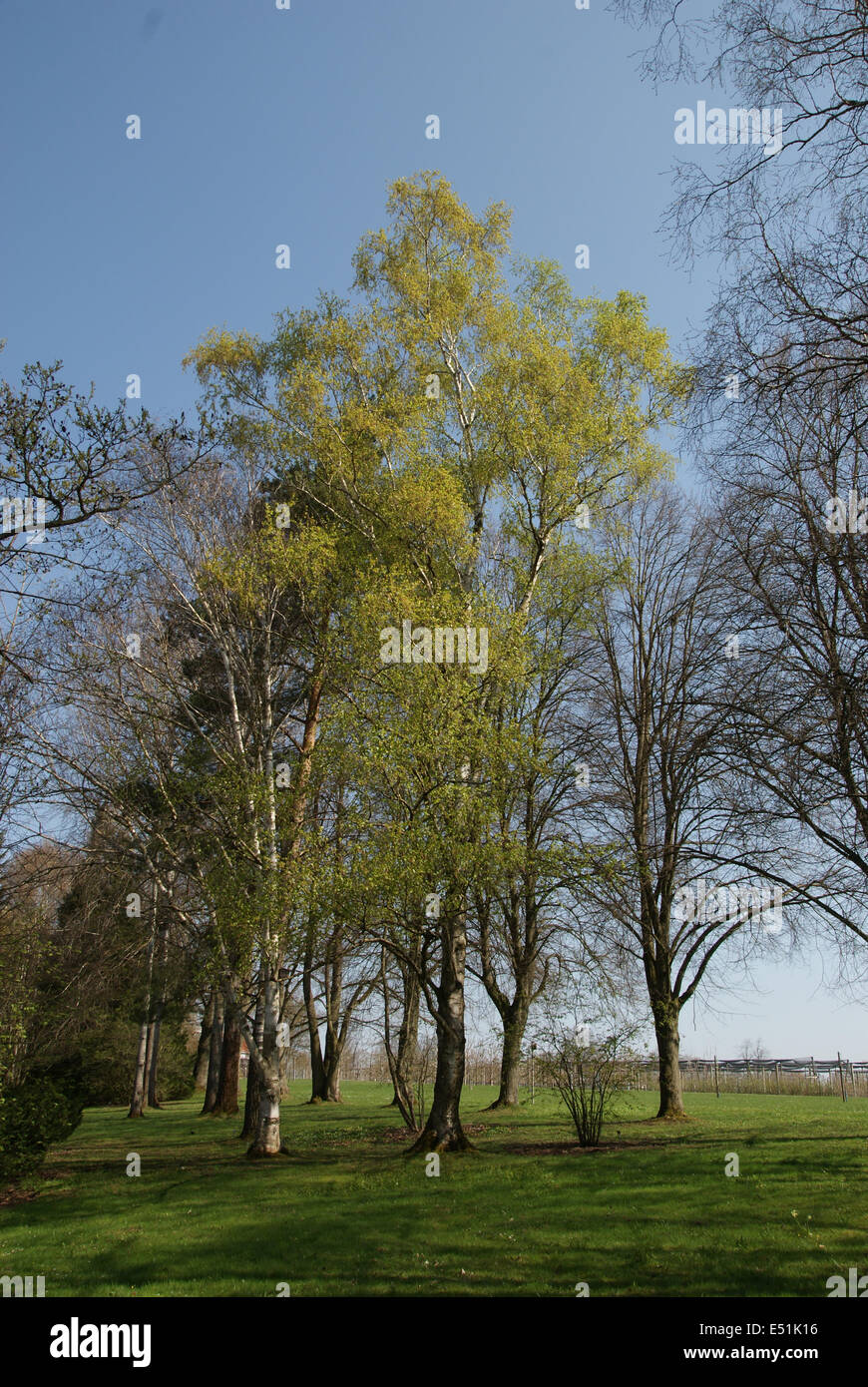 Japanese birch hi-res stock photography and images - Alamy