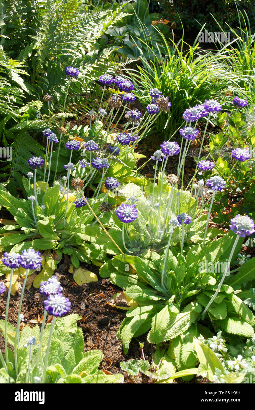 Primula hi-res stock photography and images - Alamy