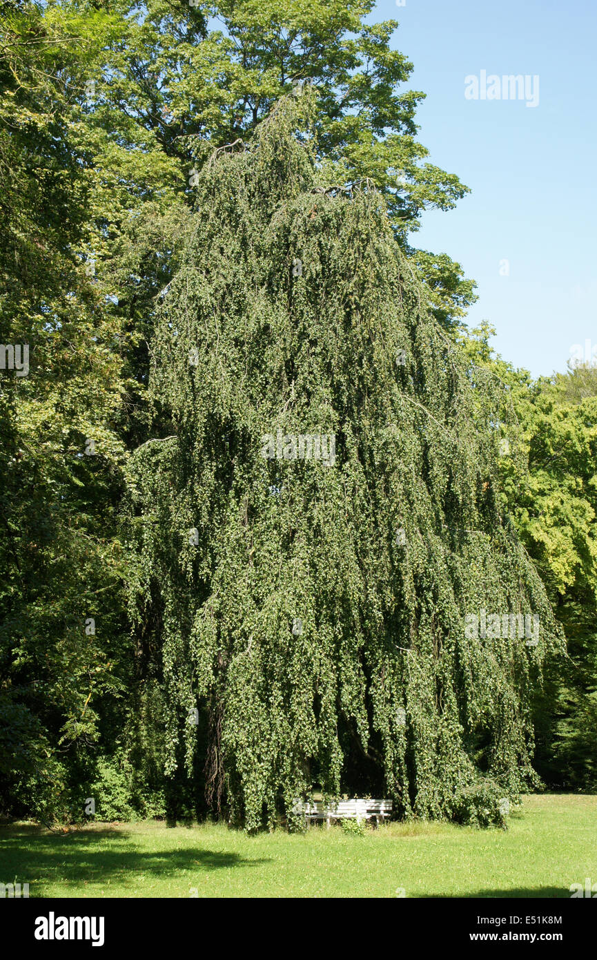 Weeping beech tree hi-res stock photography and images - Alamy