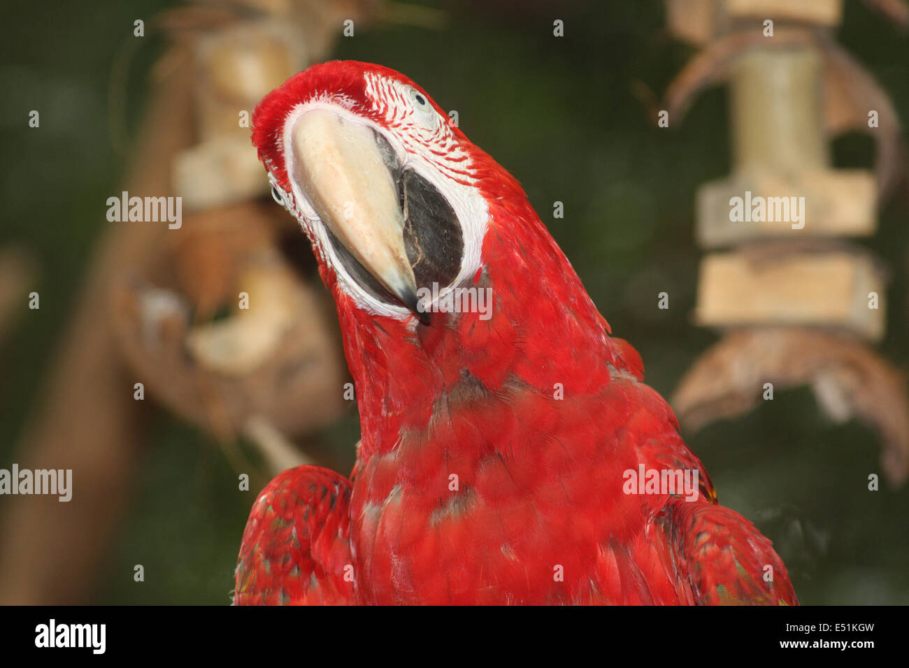 Red parrot hi-res stock photography and images - Alamy