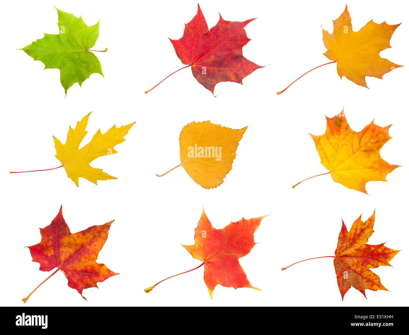Golden red maple leaves Cut Out Stock Images & Pictures - Alamy
