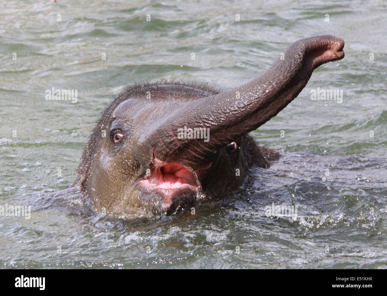 Elefant swimming hi-res stock photography and images - Alamy