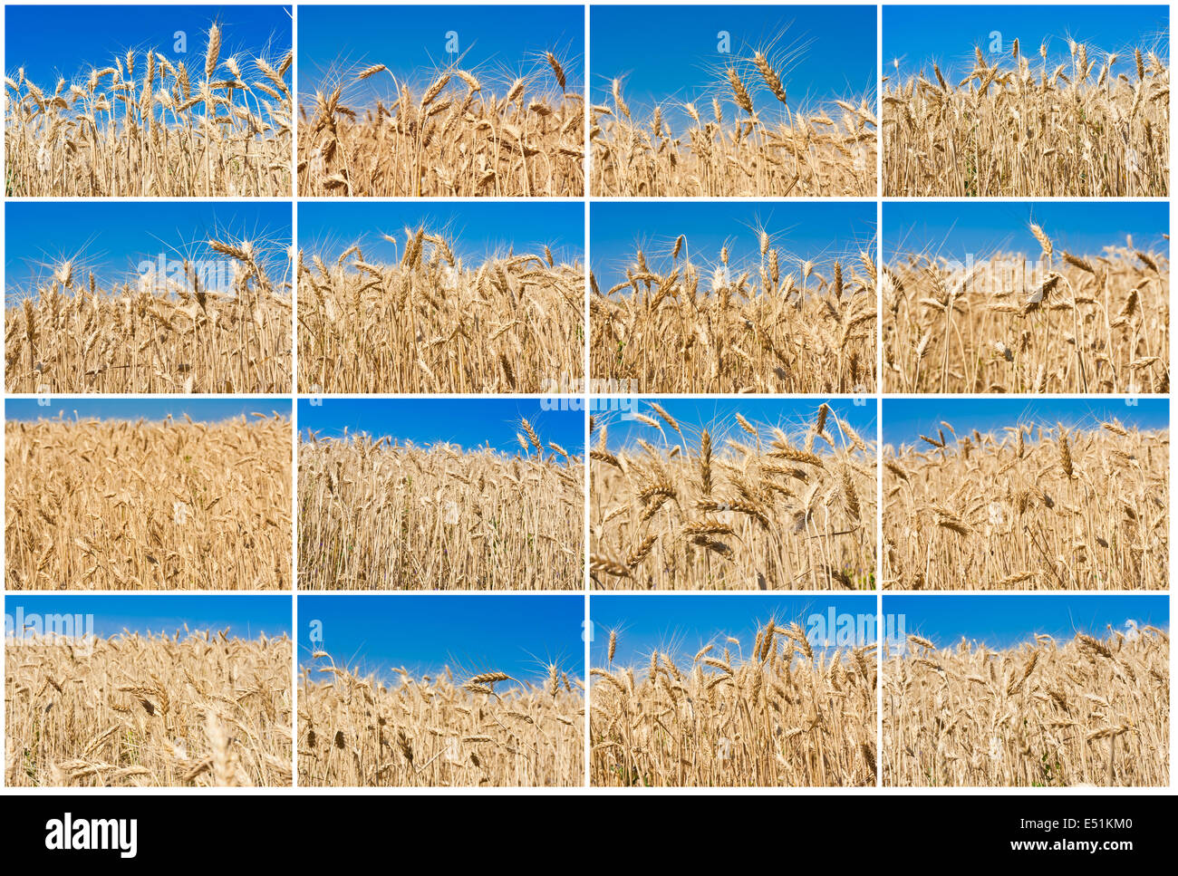 Set dry wheat rye hi-res stock photography and images - Alamy