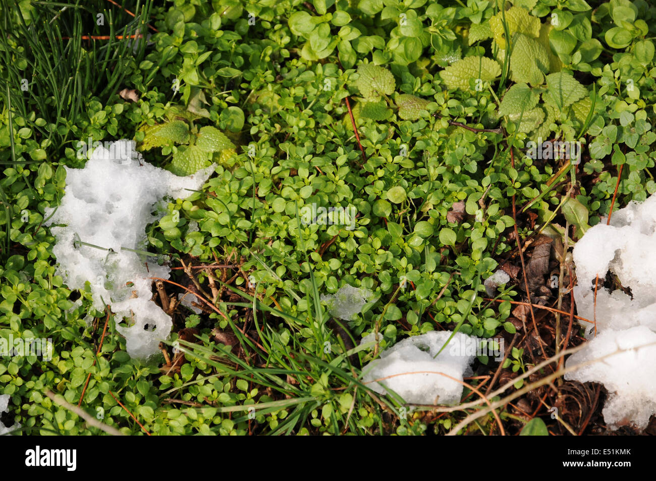 Chickenword hi-res stock photography and images - Alamy