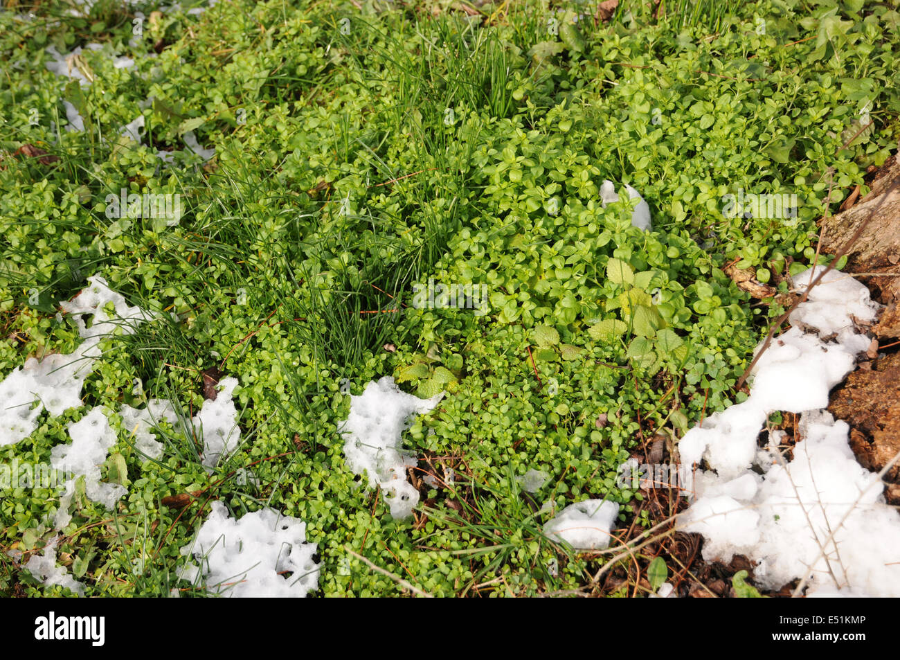 Chickenword hi-res stock photography and images - Alamy