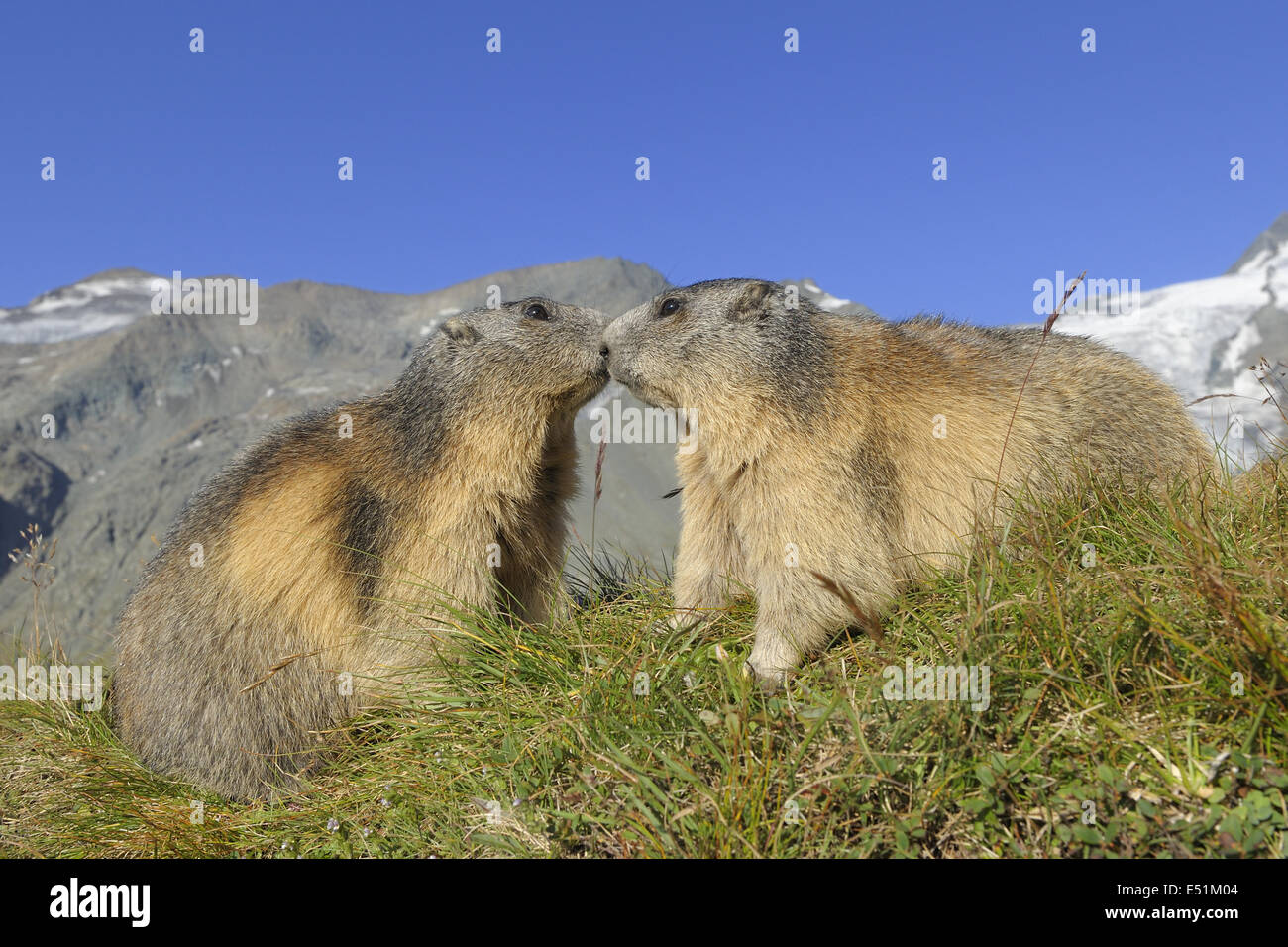 Marmots couple hi-res stock photography and images - Alamy