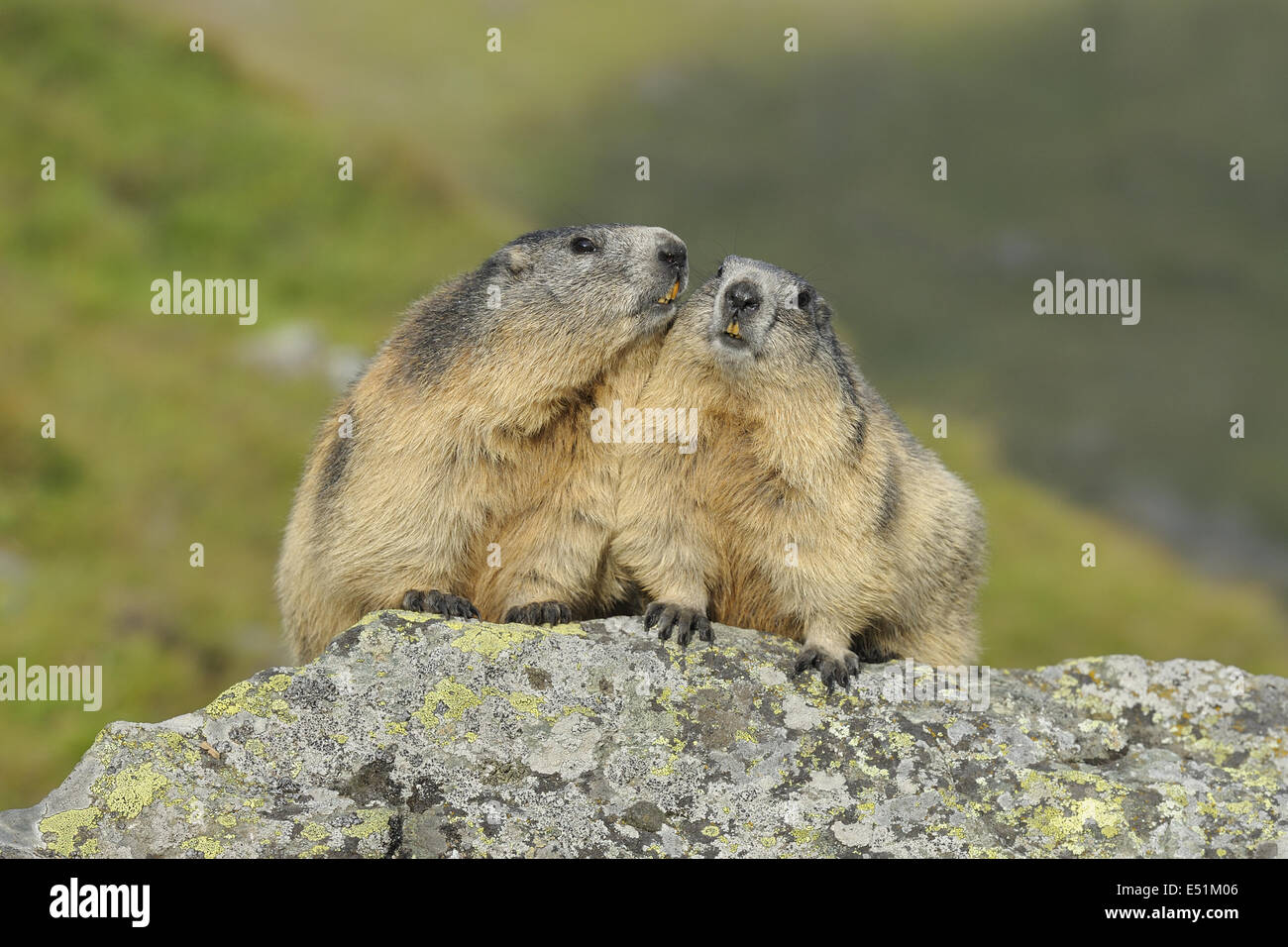 Austria fauna hi-res stock photography and images - Alamy