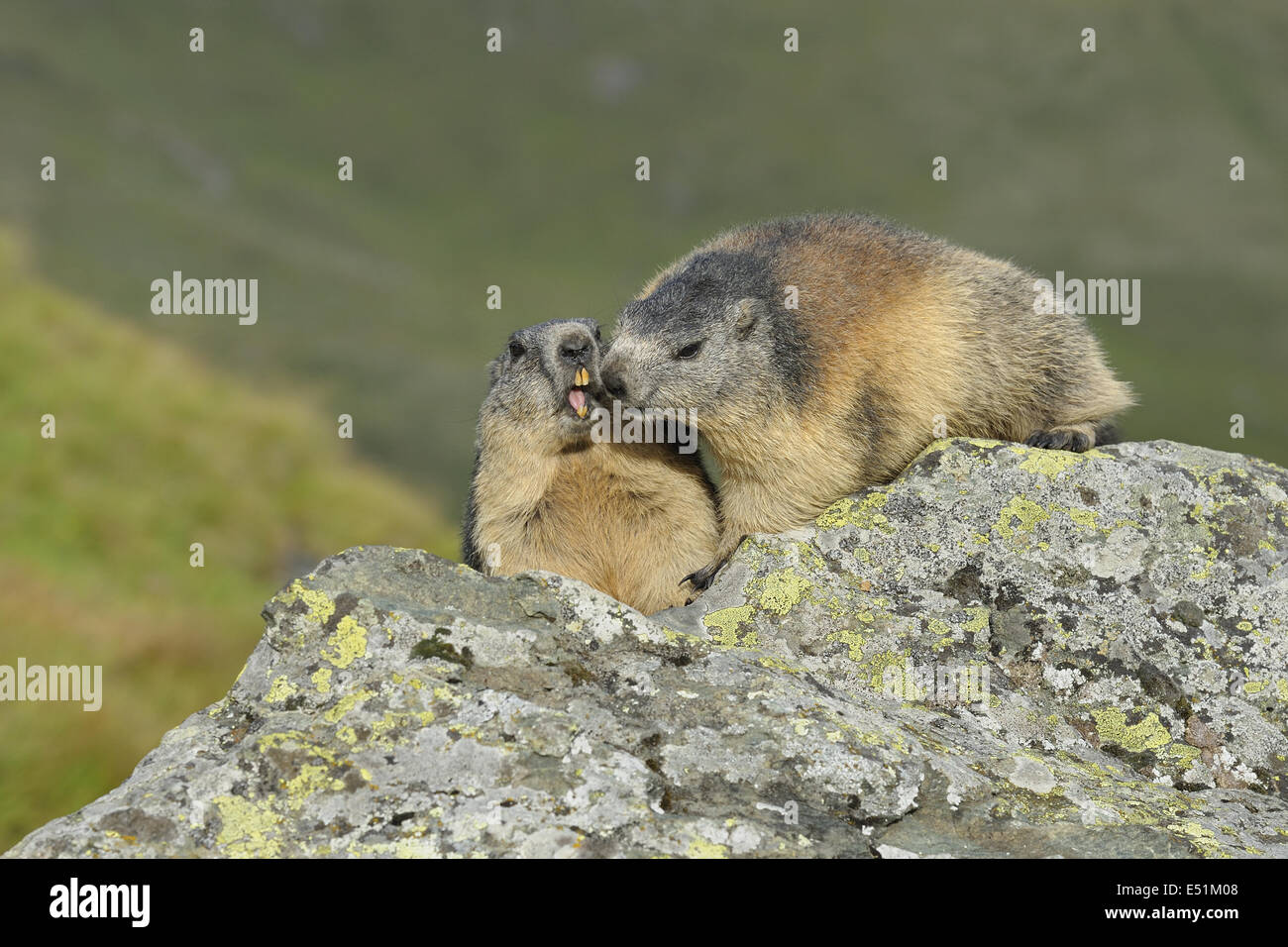 Austria fauna hi-res stock photography and images - Alamy