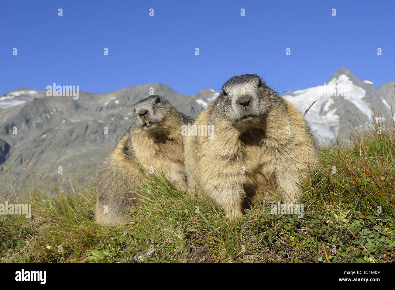 Marmots couple hi-res stock photography and images - Alamy