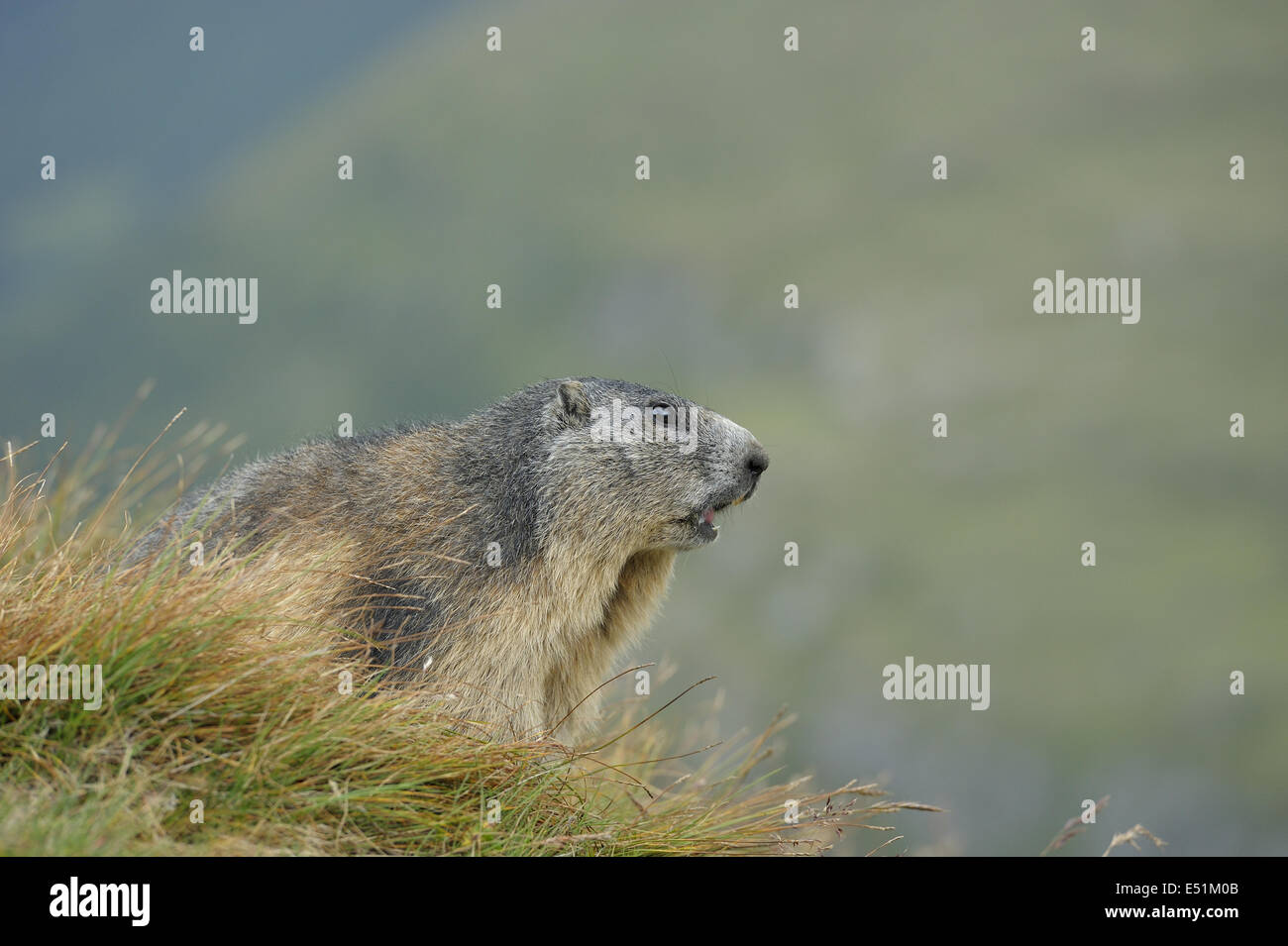 Marmot, Austria, Europe Stock Photo - Alamy