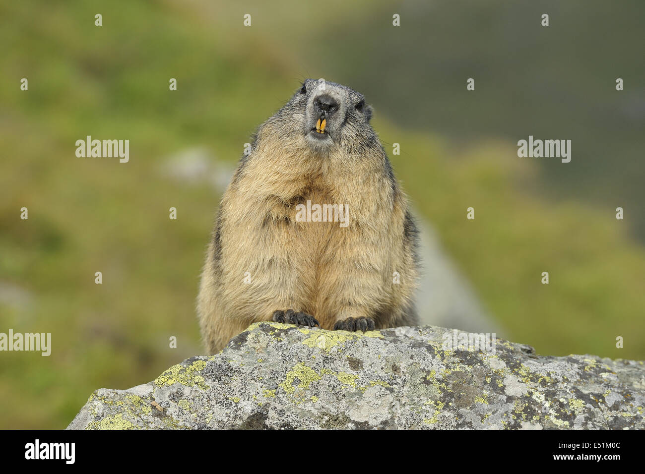 Alpine marmot at grossglockner hi-res stock photography and images - Alamy