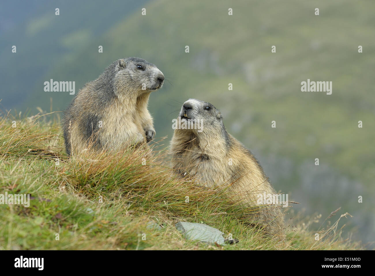 Marmots couple hi-res stock photography and images - Alamy
