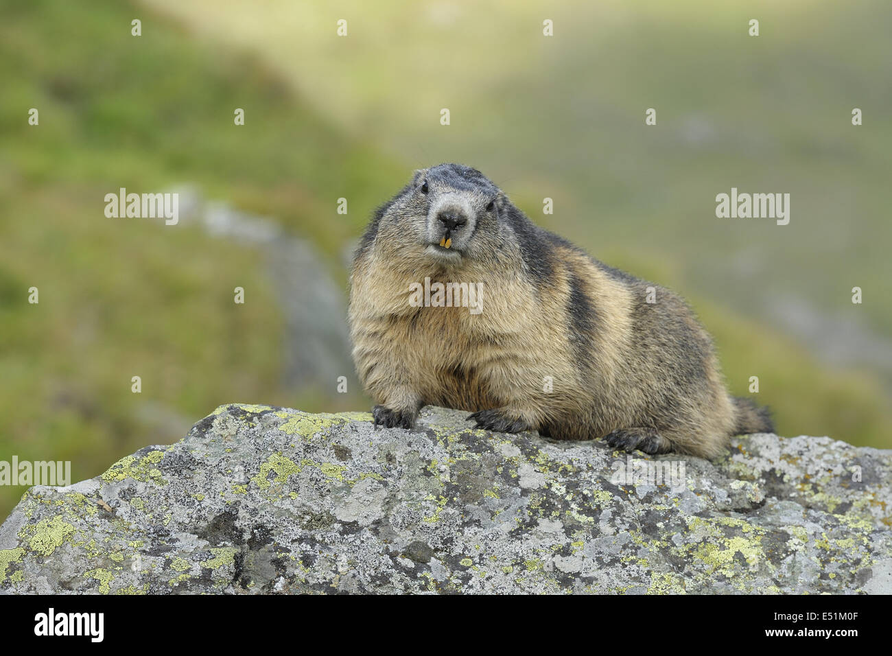 Marmot, Austria, Europe Stock Photo - Alamy
