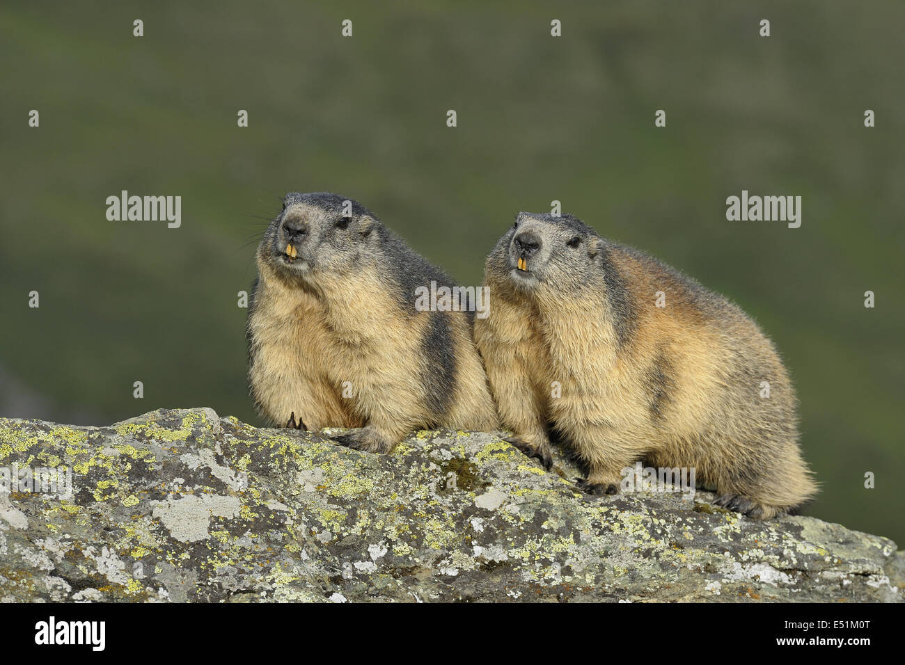 Marmots couple hi-res stock photography and images - Alamy