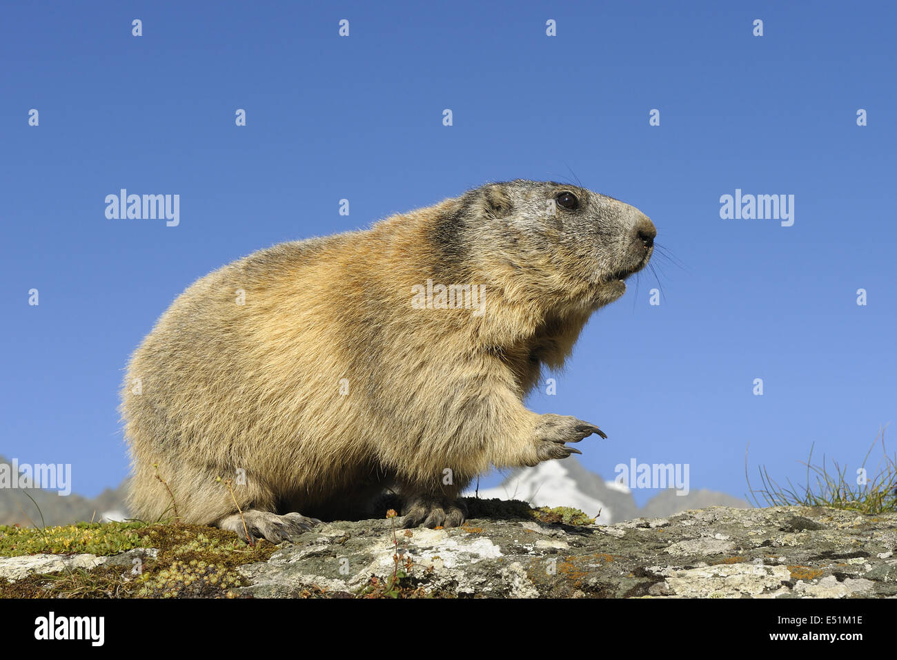 Marmot, Austria, Europe Stock Photo - Alamy