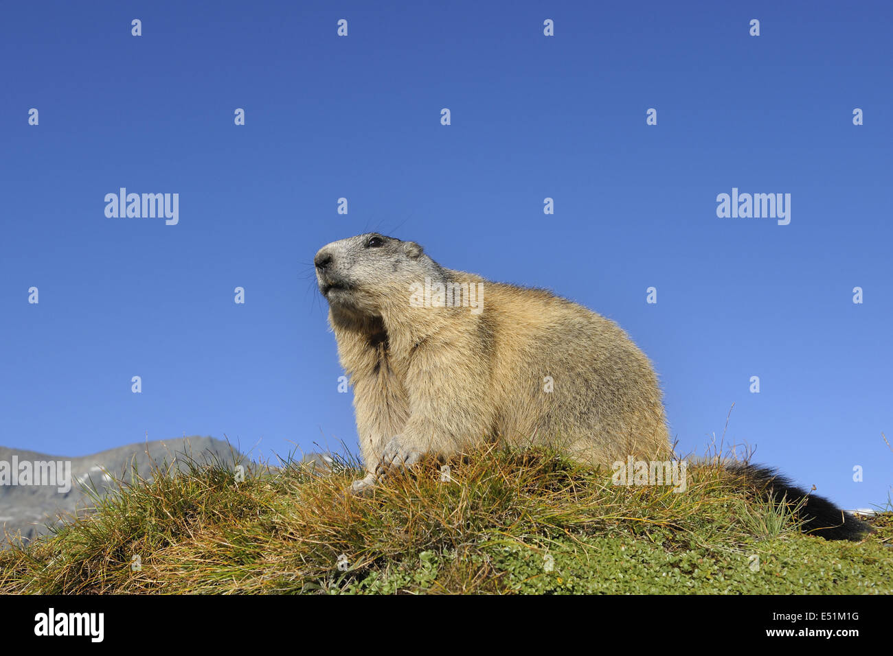 Marmot, Austria, Europe Stock Photo - Alamy