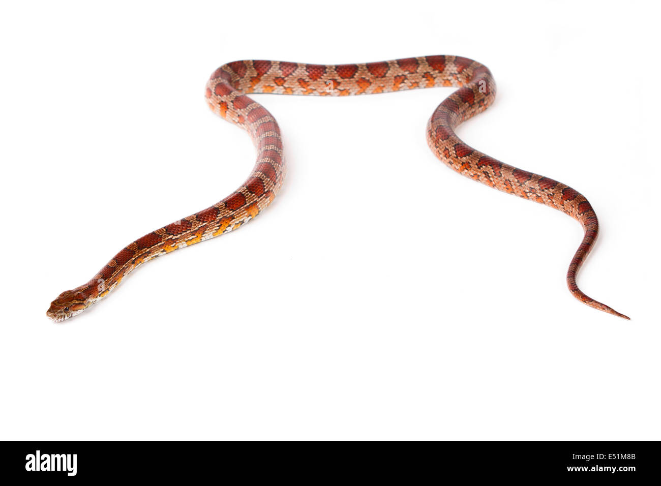 Snake on white background hi-res stock photography and images - Alamy