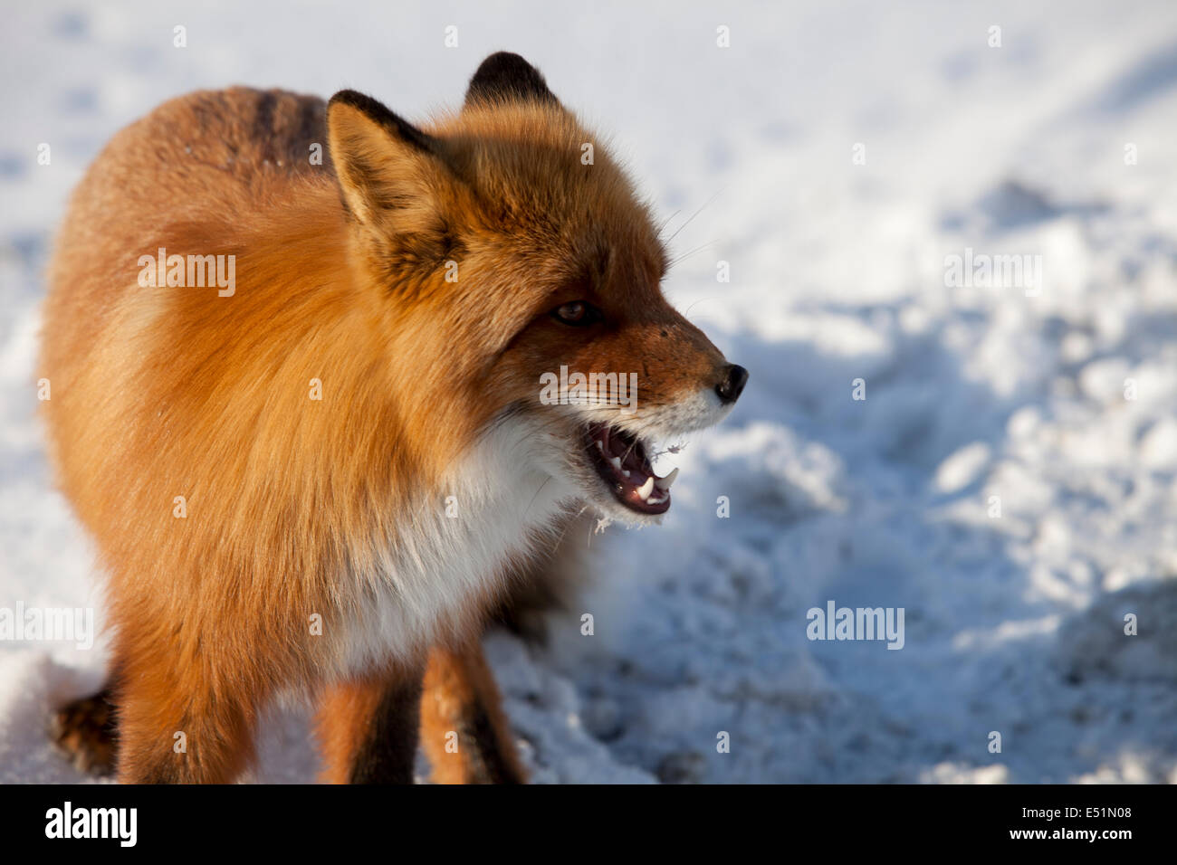 Siberian fox snow sun shadow Stock Photo - Alamy