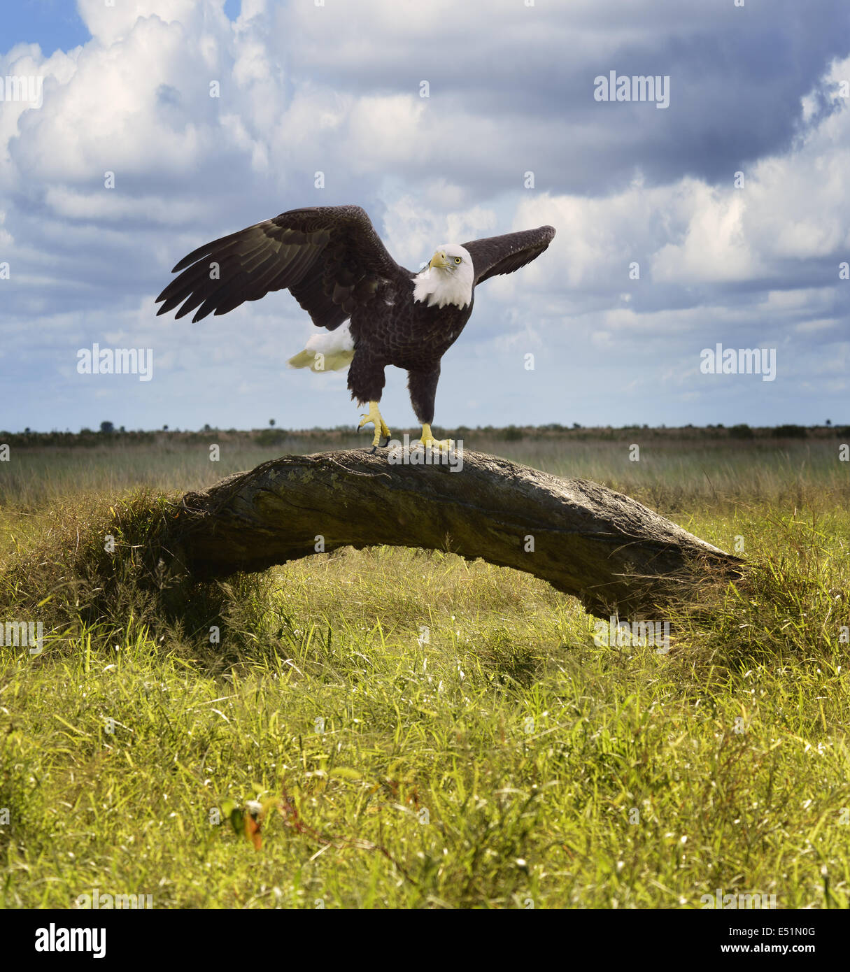 American bald eagle hi-res stock photography and images - Alamy